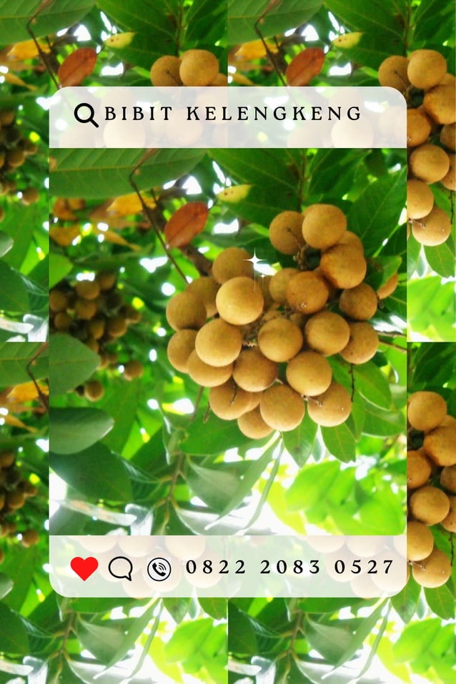 0822.2083.0527 (Tsel) TERJAMIN, Bibit Kelengkeng Pingpong Yogyakarta | PDF