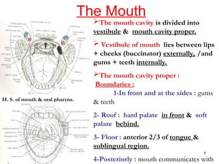 oral cavity+pharynx anatomy and pathology.ppt