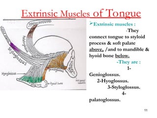 oral cavity+pharynx anatomy and pathology.ppt