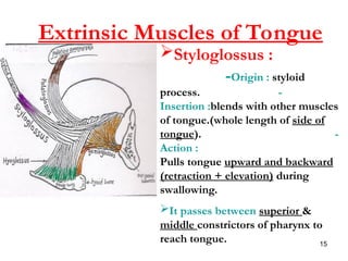oral cavity+pharynx anatomy and pathology.ppt