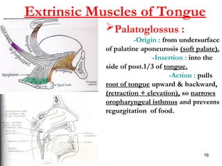 oral cavity+pharynx anatomy and pathology.ppt