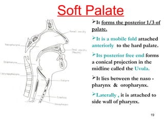 oral cavity+pharynx anatomy and pathology.ppt