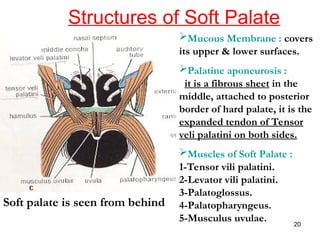 oral cavity+pharynx anatomy and pathology.ppt