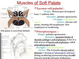 oral cavity+pharynx anatomy and pathology.ppt
