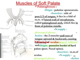 oral cavity+pharynx anatomy and pathology.ppt