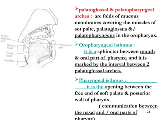 oral cavity+pharynx anatomy and pathology.ppt