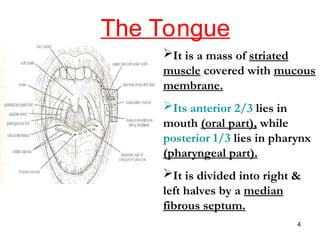 oral cavity+pharynx anatomy and pathology.ppt