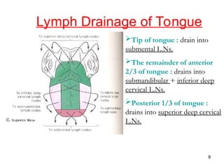 oral cavity+pharynx anatomy and pathology.ppt