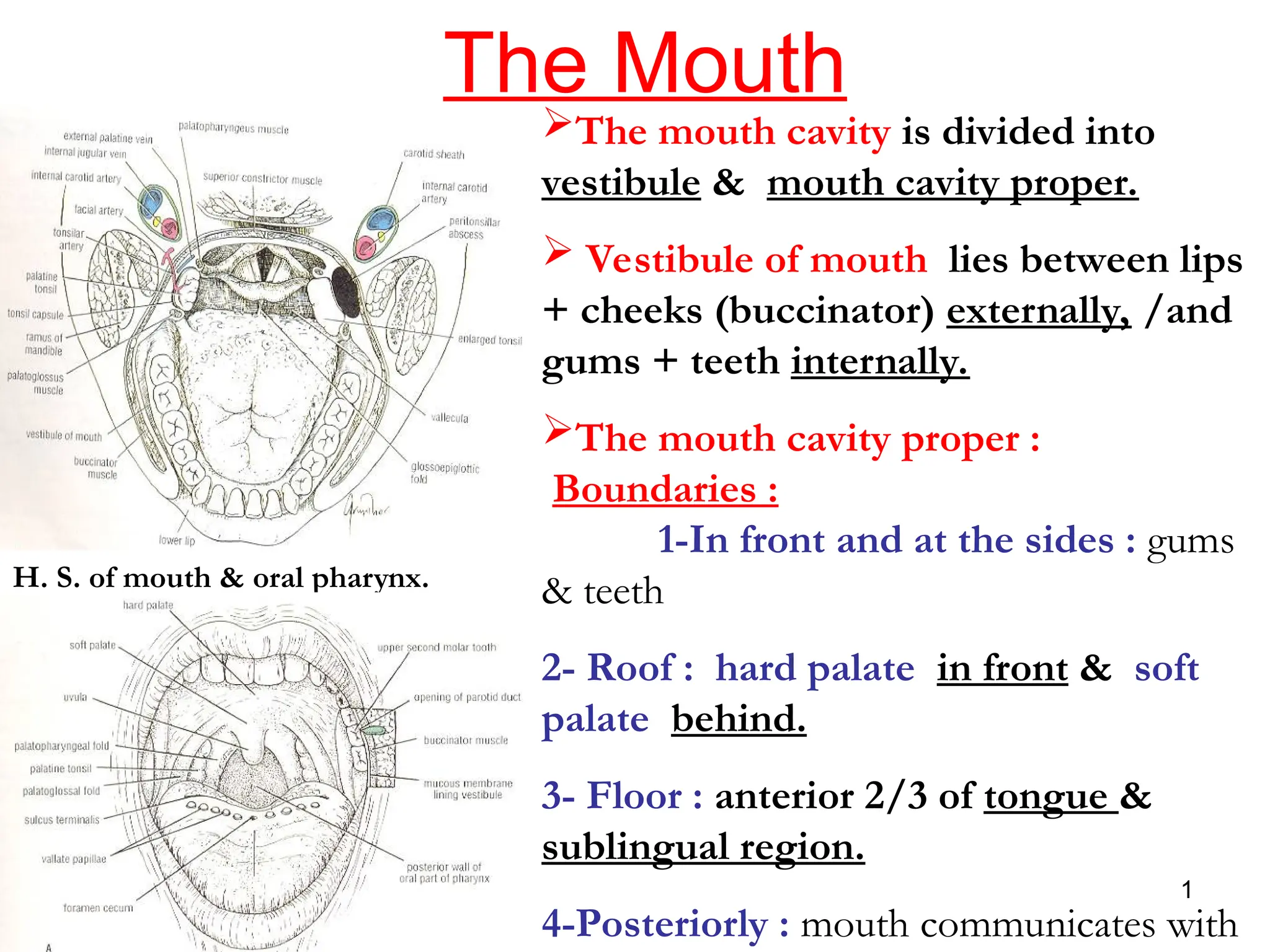 19. oral cavity+pharynx anatomy and pathology.ppt