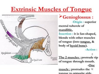 19. oral cavity+pharynx anatomy and pathology.ppt