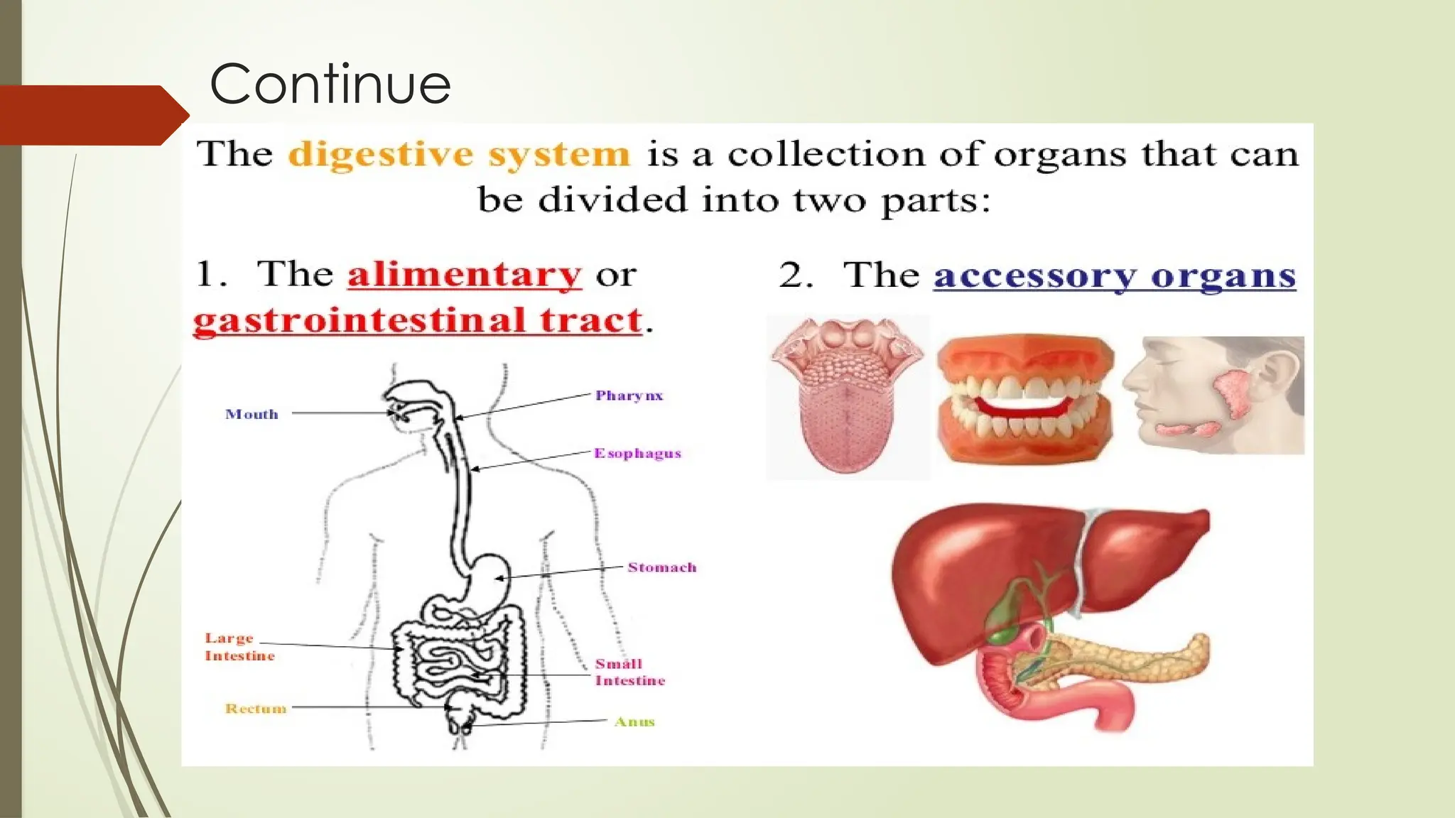 19. Respiratory System Introduction.pptx