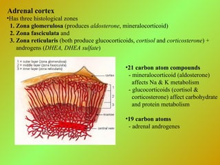 19. adrenal glands | PPT
