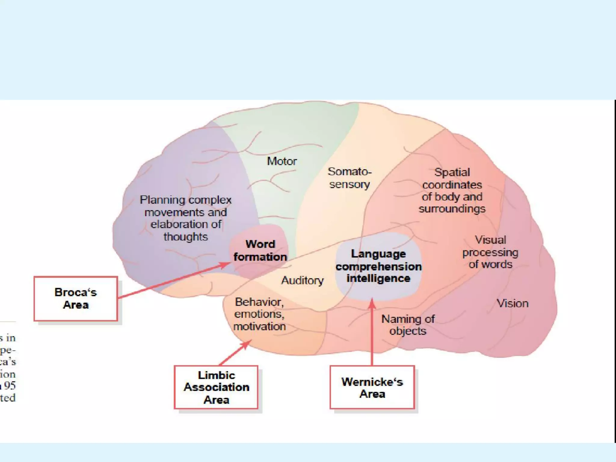 19-Cerebral hemisphere functions (1).pptx