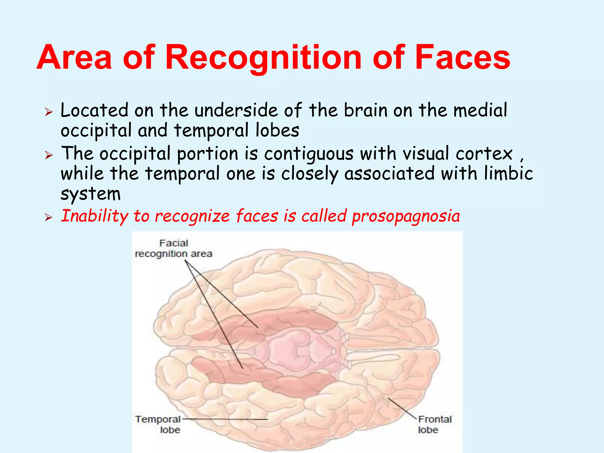 19-Cerebral hemisphere functions (1).pptx