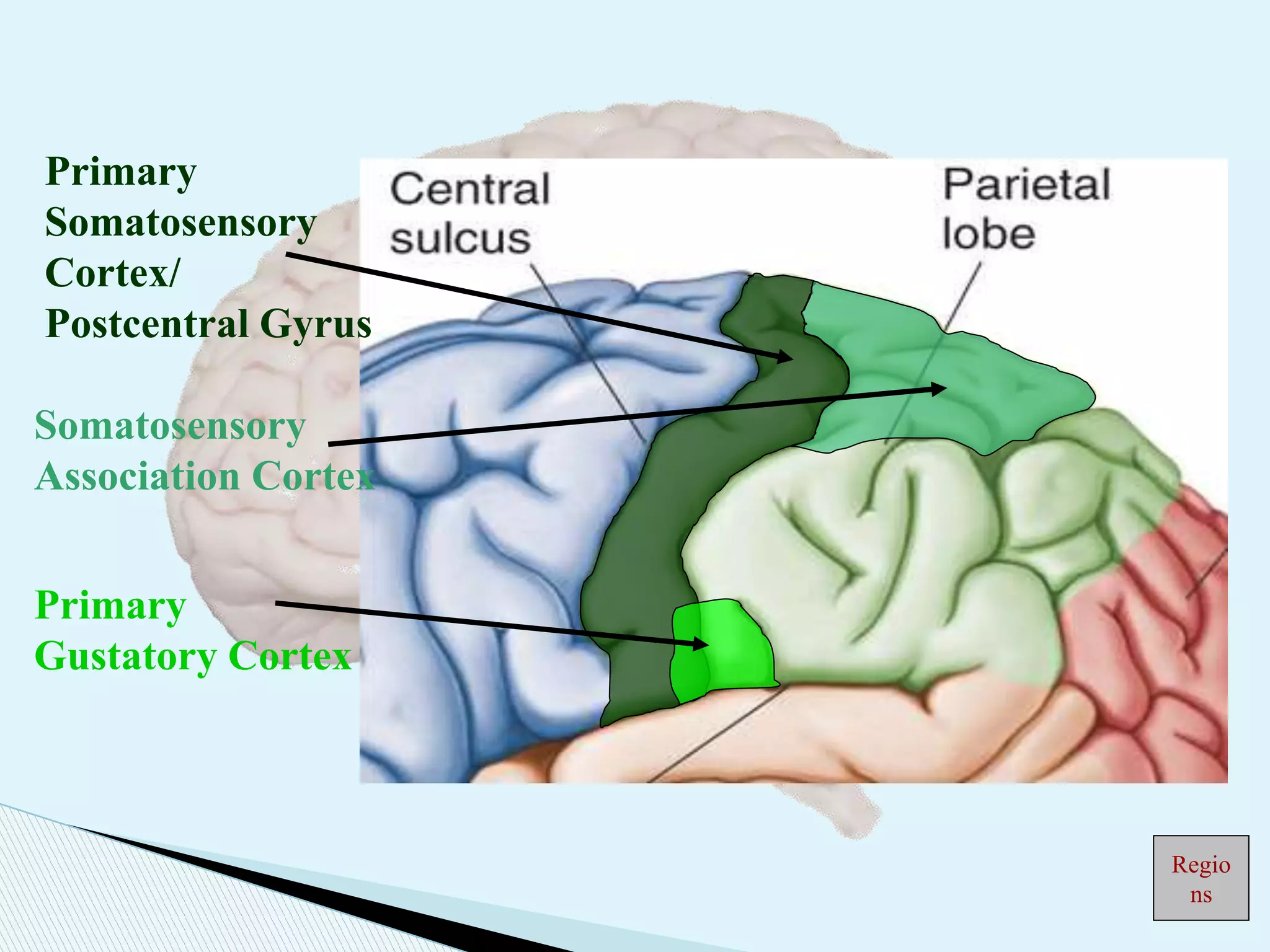 19-Cerebral hemisphere functions (1).pptx