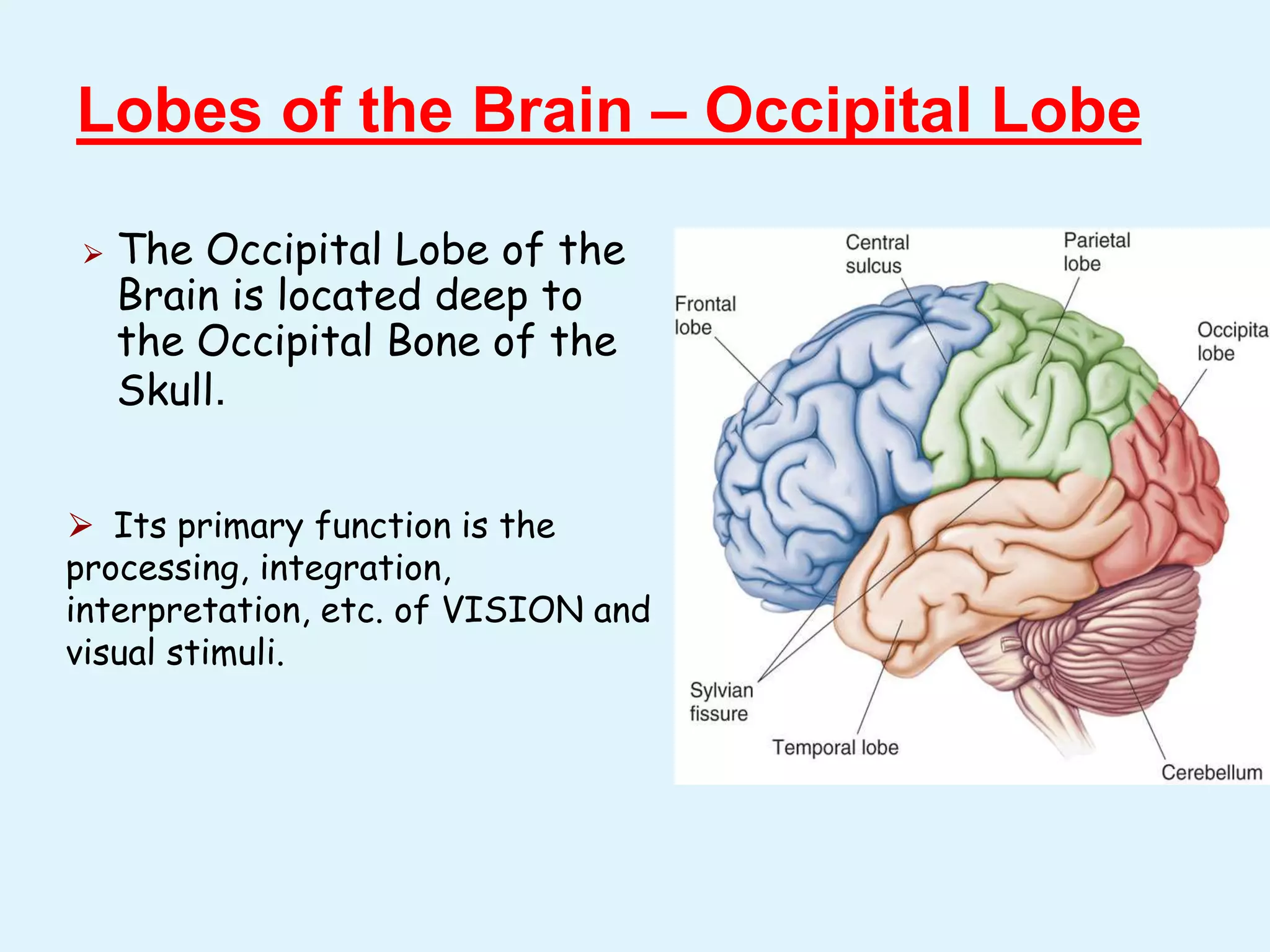 19-Cerebral hemisphere functions (1).pptx