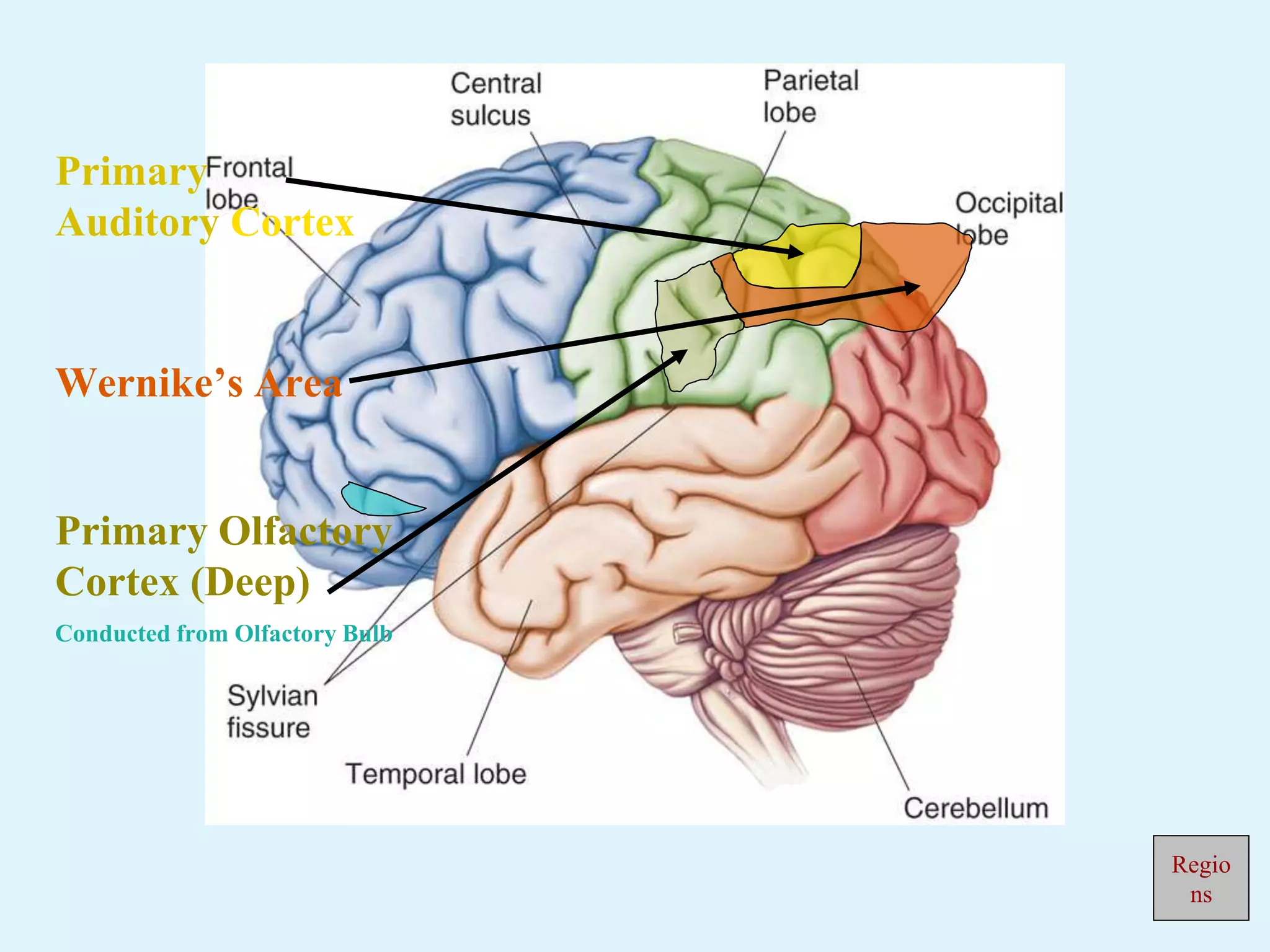 19-Cerebral hemisphere functions (1).pptx