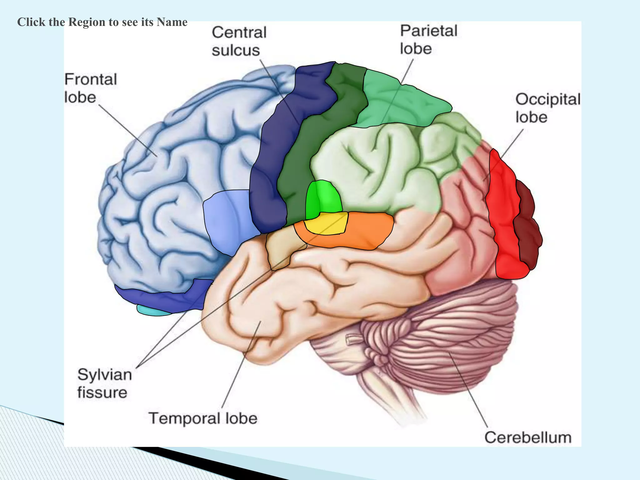 19-Cerebral hemisphere functions (1).pptx