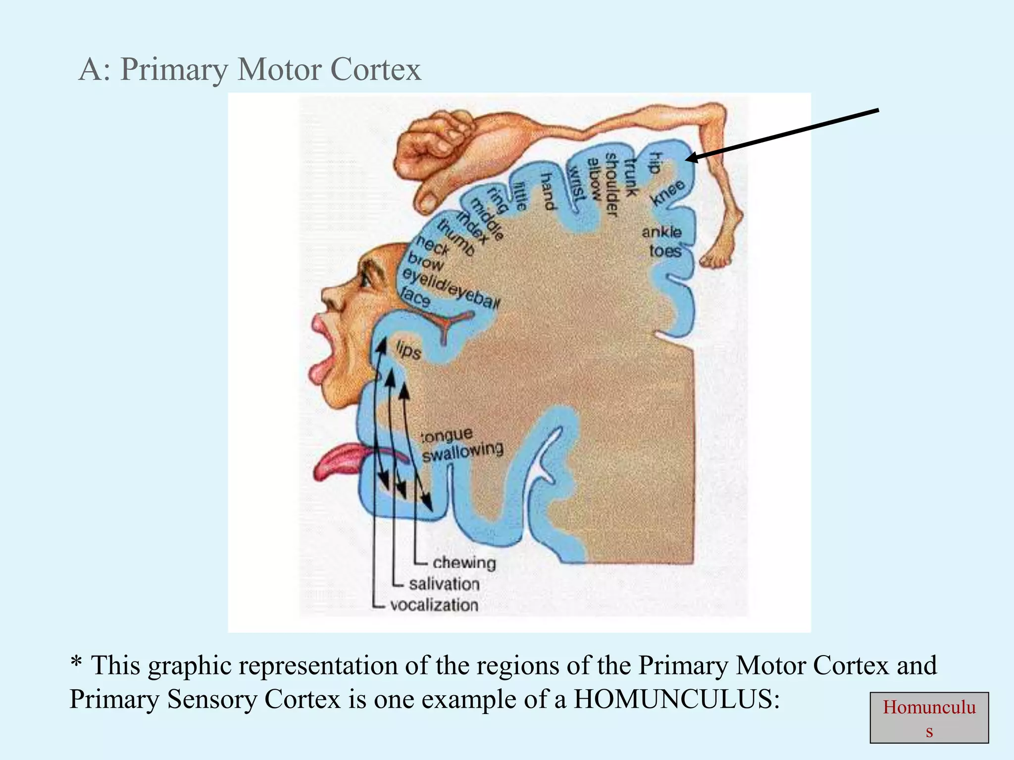 19-Cerebral hemisphere functions (1).pptx