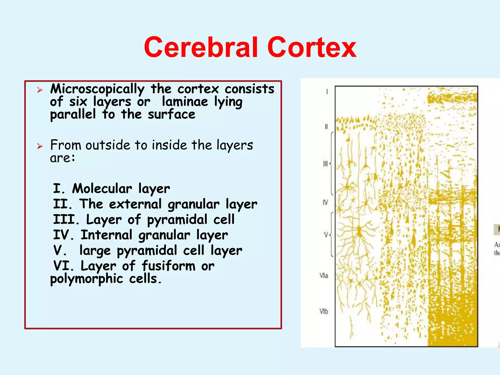 19-Cerebral hemisphere functions (1).pptx