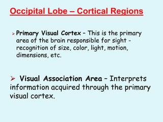 19-Cerebral hemisphere functions (1).pptx