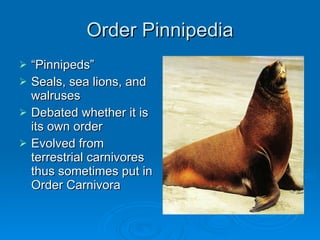 19. Class Mammalia Notes | PPT | Cats | Pets