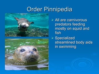 19. Class Mammalia Notes | PPT