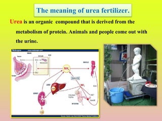 Urea production prepared | PPTX