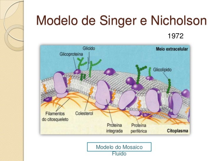 BioGeo10-Estrutura da membrana celular