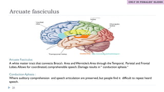 19-Functions of Cerebral Hemisphere.pdf