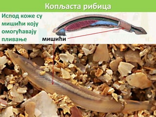 Hordati; Cefalohordati (Kopljaši) | PPTX