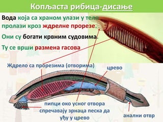Hordati; Cefalohordati (Kopljaši) | PPT