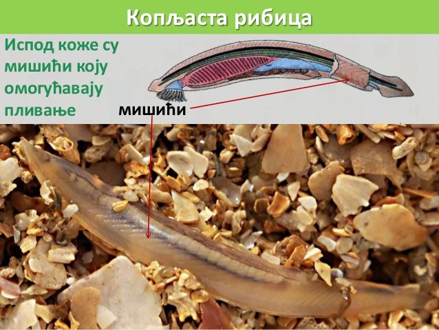 Hordati; Cefalohordati (Kopljaši)