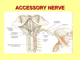 Anatomy of the last 4 cranial nerves.ppt
