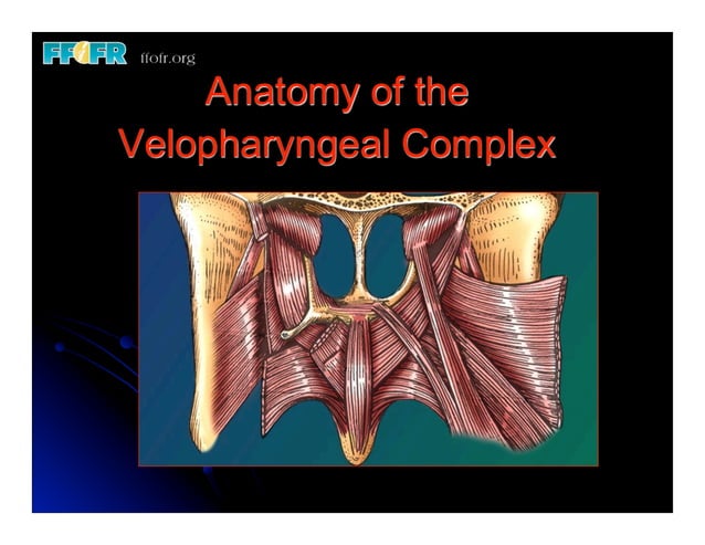19.(new)speech and velopharyngeal function | PPT