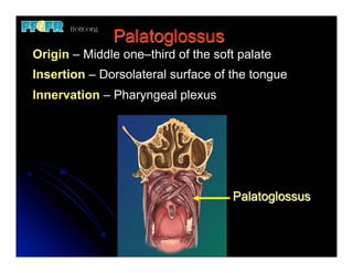 19.(new)speech and velopharyngeal function | PPT