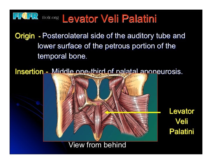 19.(new)speech and velopharyngeal function