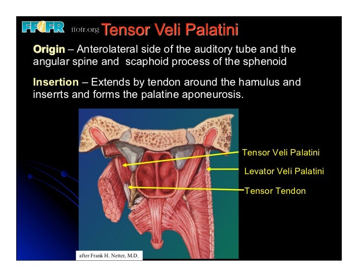 19.(new)speech and velopharyngeal function
