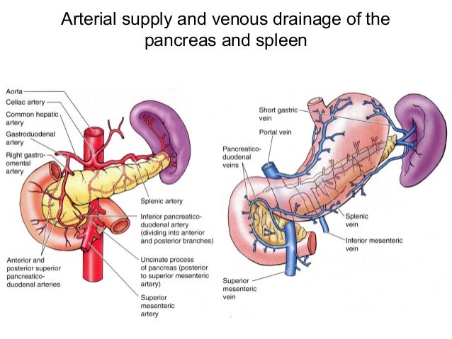 19 pancreas