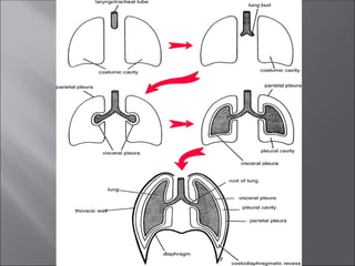 19-Pleura .ppt