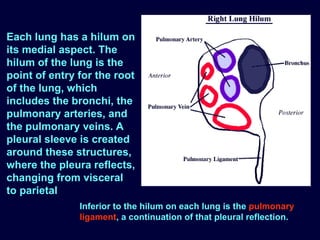 19-Pleura & Lungs.ppt anatomy and its clinical aspects | PPT