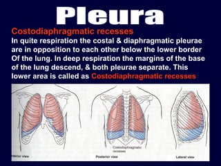 19-Pleura & Lungs.ppt anatomy and its clinical aspects | PPT