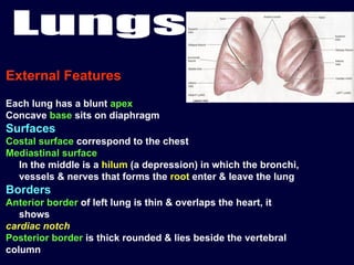 19-Pleura & Lungs.ppt anatomy and its clinical aspects | PPT