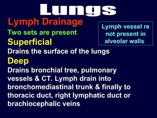 19-Pleura & Lungs.ppt anatomy and its clinical aspects | PPT