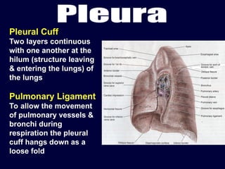 19-Pleura & Lungs.ppt anatomy and its clinical aspects | PPT