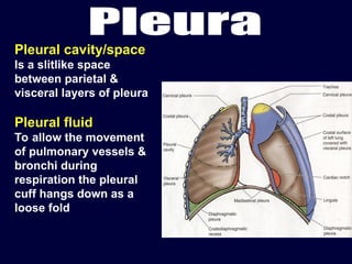 19-Pleura & Lungs.ppt anatomy and its clinical aspects | PPT