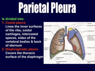 19-Pleura & Lungs.ppt anatomy and its clinical aspects | PPT
