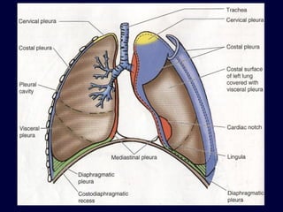 19-Pleura & Lungs ppt on the human anatomy | PPT