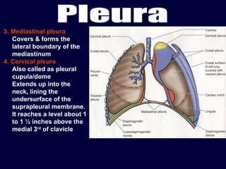 19-Pleura & Lungs ppt on the human anatomy | PPT