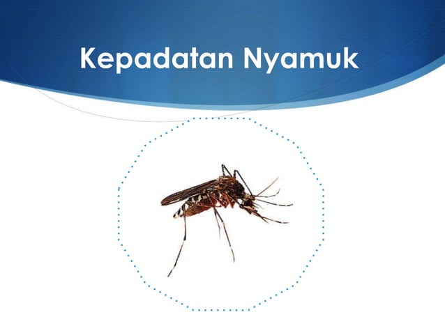 Indeks Lalat - Indeks Tungau/Pinjal - Kepadatan Nyamuk | PPTX